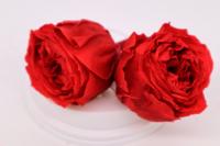 China 4-5cm  Austin Flower Rose Head Preserved Long Lasting Eternal Rose For Wedding Decoration for sale