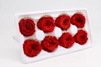 China 4-5cm  Austin Flower Rose Head Preserved Long Lasting Eternal Rose For Wedding Decoration for sale