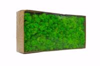 China Preserved Moss wall decoration interior decoration beautiful stabilized preserved reindeer moss for sale