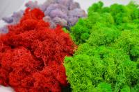 China Preserved Moss wall decoration interior decoration beautiful stabilized preserved reindeer moss for sale