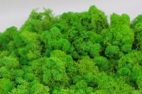 China Preserved Moss wall decoration interior decoration beautiful stabilized preserved reindeer moss for sale