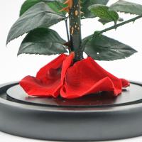 China Everlasting Preserved Rose Glass Dome Bring A Unforgettable Experience for sale