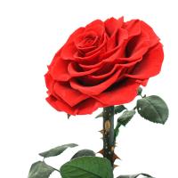China Everlasting Preserved Rose Glass Dome Bring A Unforgettable Experience for sale