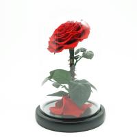China Everlasting Preserved Rose Glass Dome Bring A Unforgettable Experience for sale