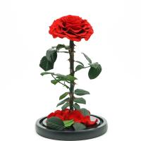 China Fashion Dried Long Stem Rose Flower In Glass With Beautiful Appearance for sale