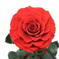 China Fashion Dried Long Stem Rose Flower In Glass With Beautiful Appearance for sale