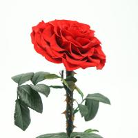 China Fashion Dried Long Stem Rose Flower In Glass With Beautiful Appearance for sale