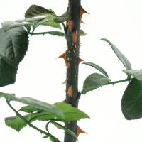 China Fashion Dried Long Stem Rose Flower In Glass With Beautiful Appearance for sale
