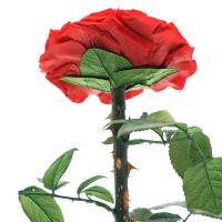 China Fashion Dried Long Stem Rose Flower In Glass With Beautiful Appearance for sale