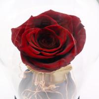 China Beautiful Glass Dome Rose 65*44*65CM Perfect Wedding / Birthday Gift for sale