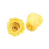 China Decorative Preserved Flower Heads , Beautiful Rose Flower Heads Multiple Color for sale