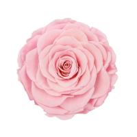 China Decorative Preserved Rose Heads Maintain Natural Beauty & Colour For A Long Time for sale
