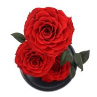 China Real Touch Eternal Preserved Rose Glass Dome For Valentines Day Gift for sale