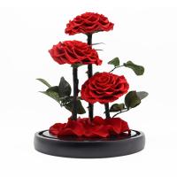 China Real Touch Eternal Preserved Rose Glass Dome For Valentines Day Gift for sale
