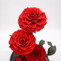 China Real Touch Eternal Preserved Rose Glass Dome For Valentines Day Gift for sale