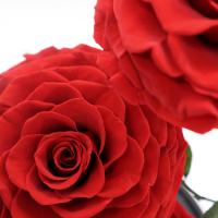 China Real Touch Eternal Preserved Rose Glass Dome For Valentines Day Gift for sale