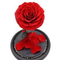 China Dried Beauty And The Beast Red Rose In Glass Gift Suitable For Decor Purposes for sale
