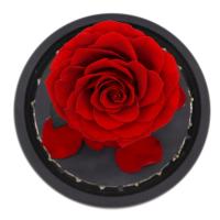China Dried Beauty And The Beast Red Rose In Glass Gift Suitable For Decor Purposes for sale