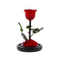 China Preserved Red Rose In A Glass Dome Delicate Decoration For Home / Indoor for sale