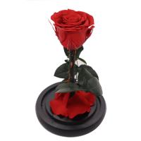 China Preserved Red Rose In A Glass Dome Delicate Decoration For Home / Indoor for sale