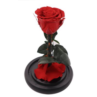 China Preserved Red Rose In A Glass Dome Delicate Decoration For Home / Indoor for sale
