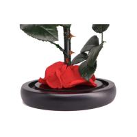 China Preserved Red Rose In A Glass Dome Delicate Decoration For Home / Indoor for sale
