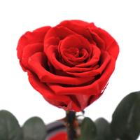 China Preserved Red Rose In A Glass Dome Delicate Decoration For Home / Indoor for sale