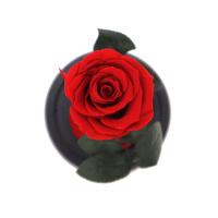 China Preserved Red Rose In A Glass Dome Delicate Decoration For Home / Indoor for sale