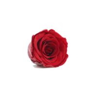 China Indoor Decoration Beautiful Preserved Rose Heads Customized Color for sale