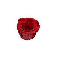 China Indoor Decoration Beautiful Preserved Rose Heads Customized Color for sale