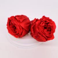 China Long Lasting Preserved Rose Dome , 4-5cm Luxury Preserved Roses In Austin for sale