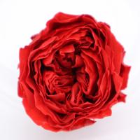 China Long Lasting Preserved Rose Dome , 4-5cm Luxury Preserved Roses In Austin for sale