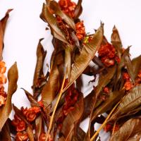 China Natural Green Preserved Eucalyptus Leaves Real Touch Feel & Eco Friendly for sale