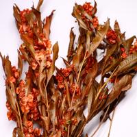 China Natural Green Preserved Eucalyptus Leaves Real Touch Feel & Eco Friendly for sale