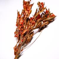 China Natural Green Preserved Eucalyptus Leaves Real Touch Feel & Eco Friendly for sale
