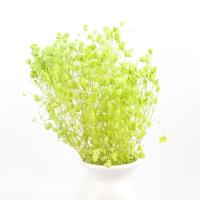 China Home Decorations Everlasting Beautiful Dried Flowers Babys breath Preserved for sale