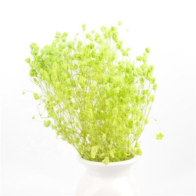 China Home Decorations Everlasting Beautiful Dried Flowers Babys breath Preserved for sale
