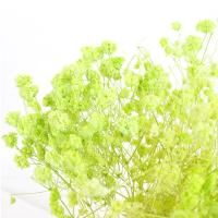 China Home Decorations Everlasting Beautiful Dried Flowers Babys breath Preserved for sale
