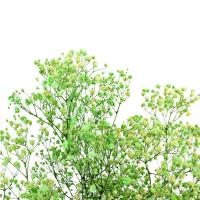China Home Decorations Everlasting Beautiful Dried Flowers Babys breath Preserved for sale