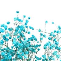 China Home Decorations Everlasting Beautiful Dried Flowers Babys breath Preserved for sale