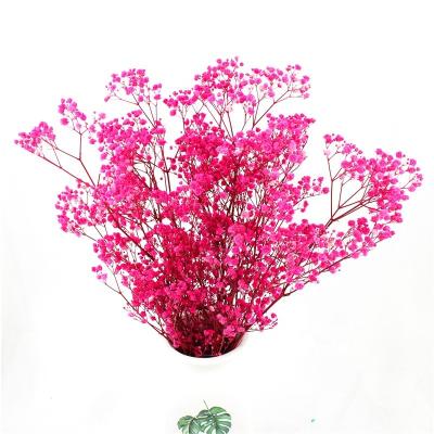 China Preserved Gypsophila Baby'S Breath , Dried Gypsophila Wedding Table Flowers for sale