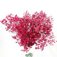 China Preserved Gypsophila Baby'S Breath , Dried Gypsophila Wedding Table Flowers for sale