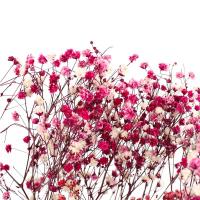 China Preserved Gypsophila Baby'S Breath , Dried Gypsophila Wedding Table Flowers for sale