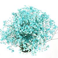 China Everlasting Beautiful Dried Flowers Babysbreath For Garden Decoration for sale