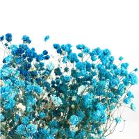 China Everlasting Beautiful Dried Flowers Babysbreath For Garden Decoration for sale