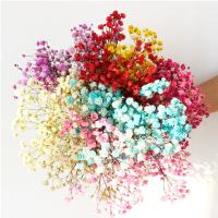 China Everlasting Beautiful Dried Flowers Babysbreath For Garden Decoration for sale
