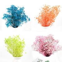 China Everlasting Beautiful Dried Flowers Babysbreath For Garden Decoration for sale