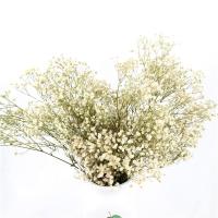 China Eternal Beautiful Dried Flowers Baby Breath For Celebration Activities for sale