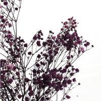 China Eternal Beautiful Dried Flowers Baby Breath For Celebration Activities for sale
