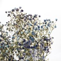 China Eternal Beautiful Dried Flowers Baby Breath For Celebration Activities for sale